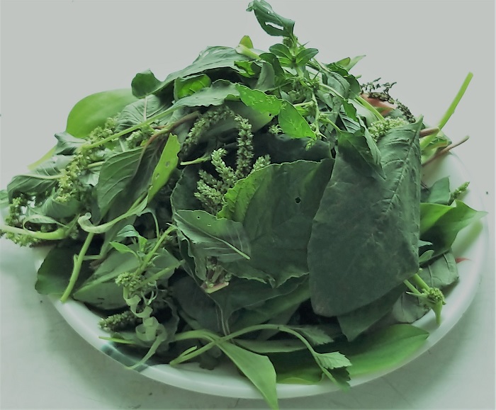 Amaranthus Spinosus L Kanta Chaulayee Badi Chareli Amaranthus Spinosus L Kanta Chaulayee Badi Chareli