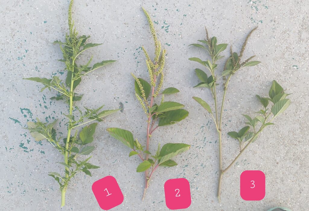 Amaranthus Spinosus L Kanta Chaulayee Badi Chareli Amaranthus Spinosus L Kanta Chaulayee Badi Chareli
