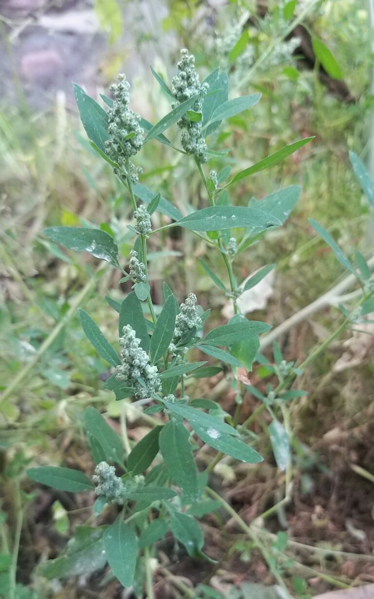 Chenopodiun album L _ Bathu (बाथू).Kadon(कड़ों) – Himalayan Wild Food ...