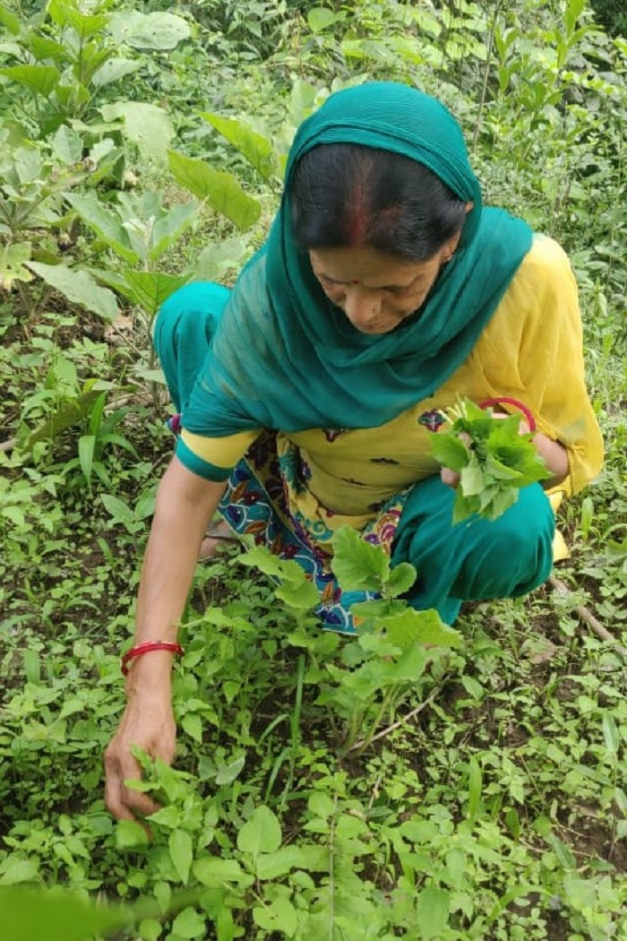 Galinsoga parviflora Cav.- Peepali (पीपली), Padini-gha. – Himalayan ...