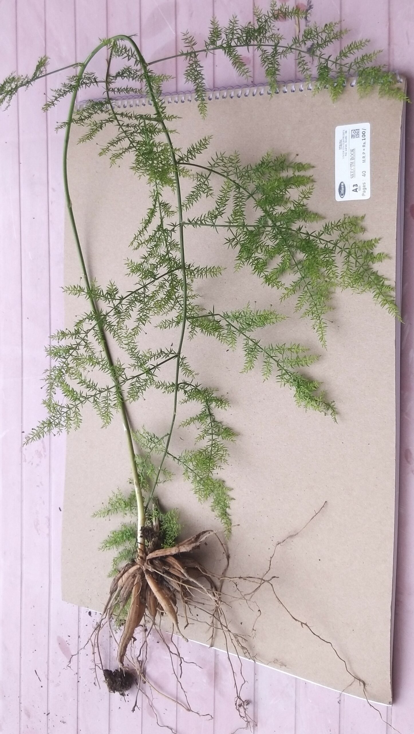 Asparagus filicinus Buch.-Ham. ex D.Don- Sansarbuti (संसरबूटी ...