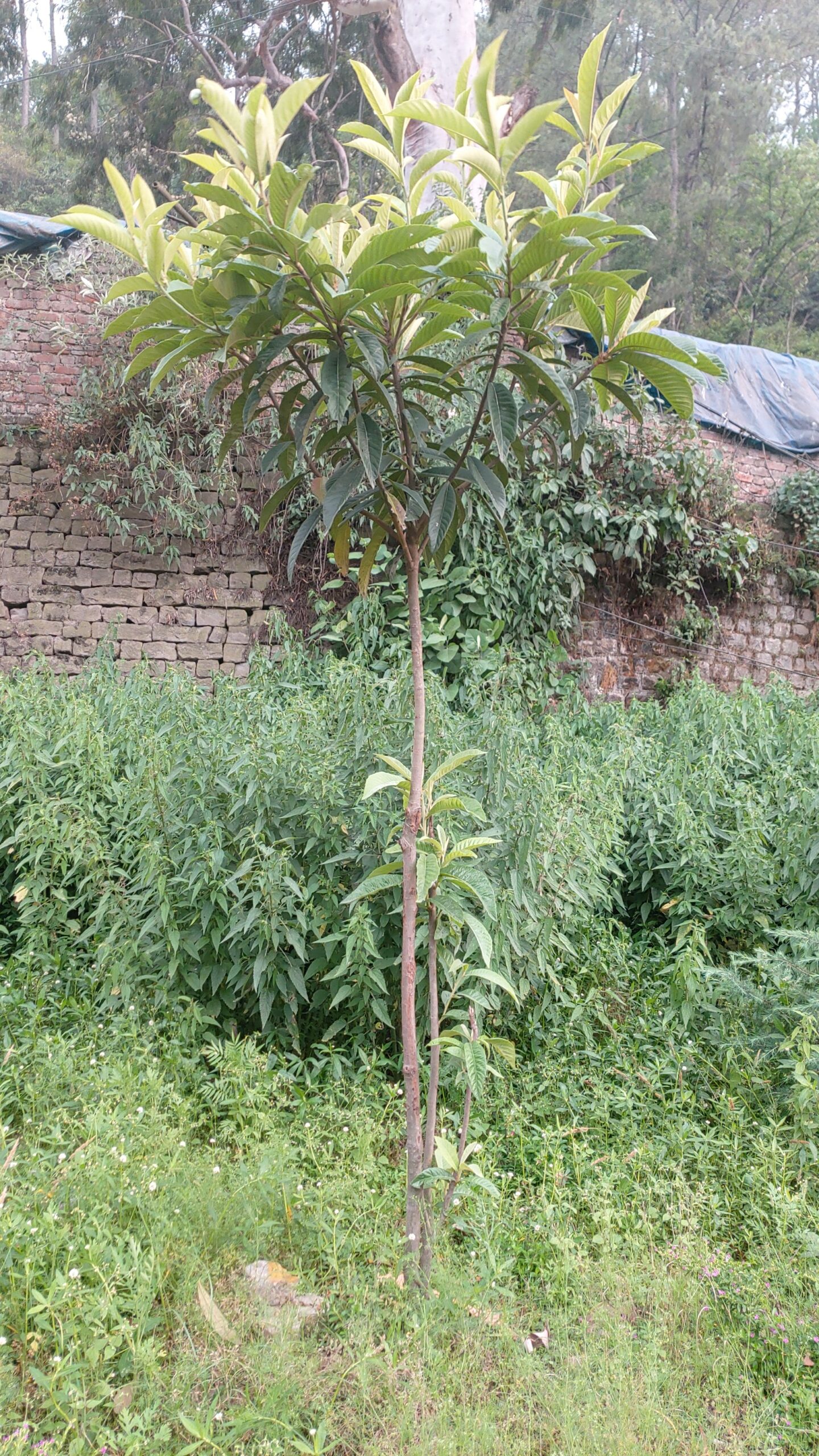 Eriobotrya japonica (Thunb.)Lindl. – Lukhat (लूखाट) – Himalayan Wild ...