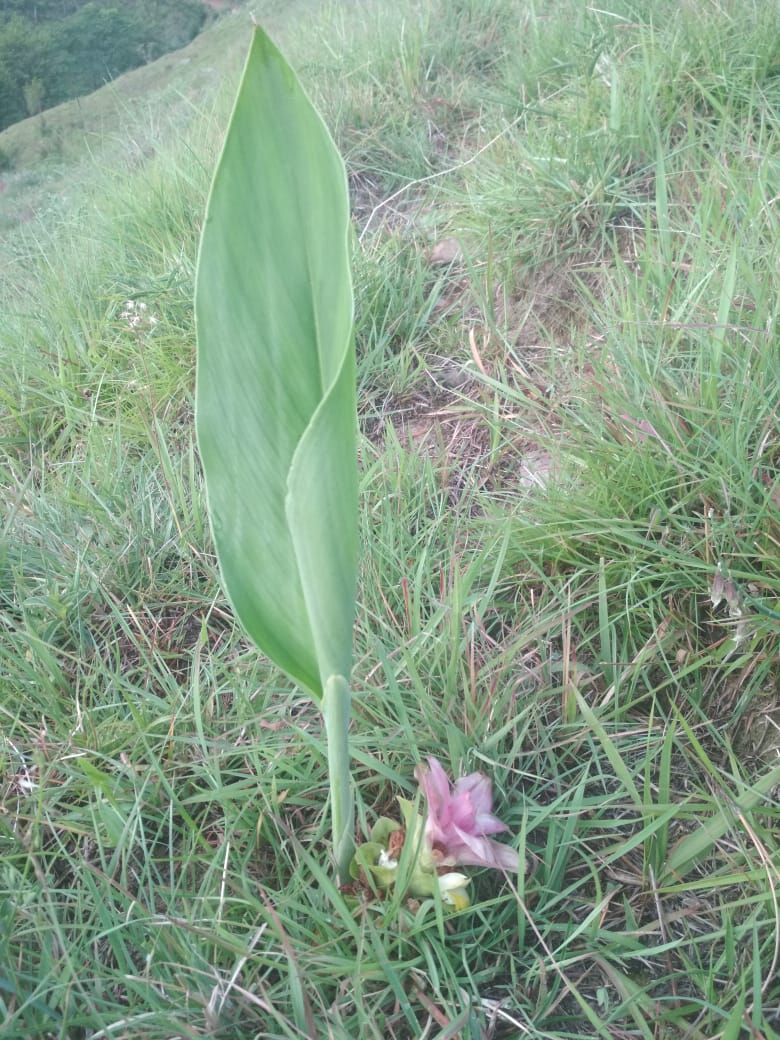 Curcuma aromatica Salisb. – Van haldi (वन हल्दी) – Himalayan Wild Food ...