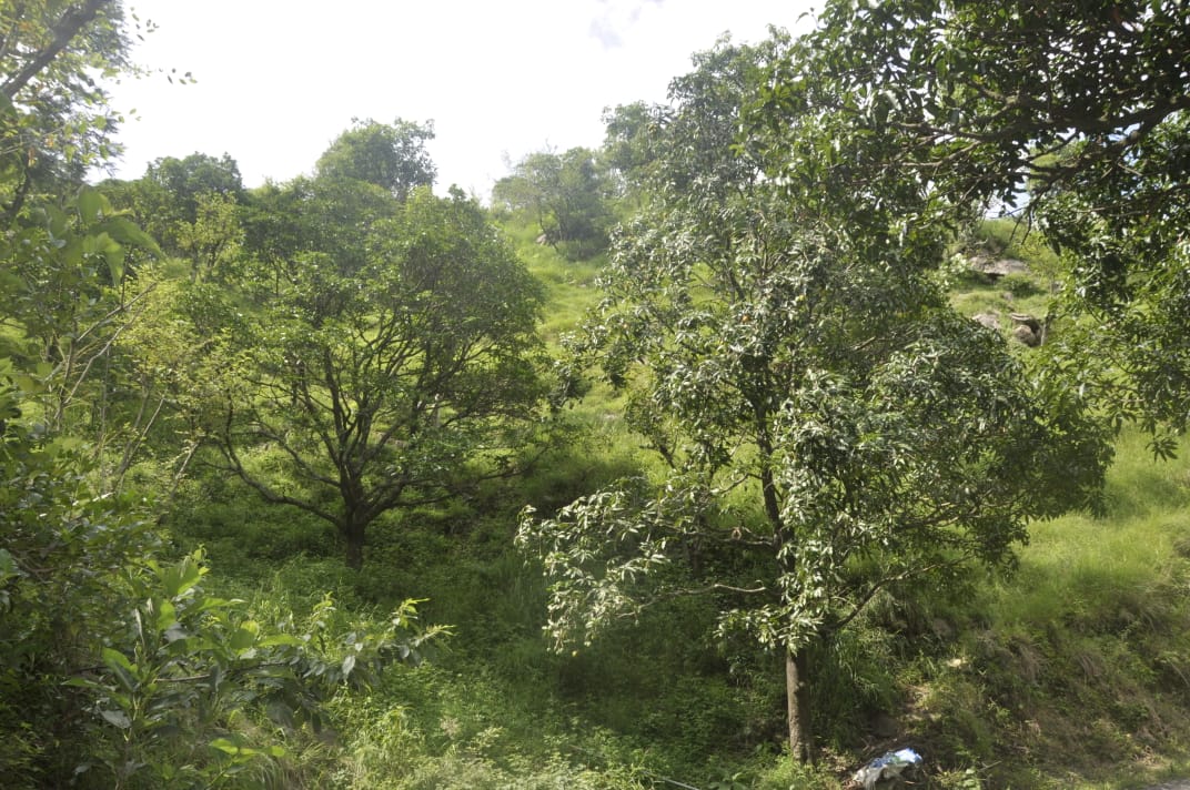 Mangifera indica L. – Aam (आम), Amra – Himalayan Wild Food Plants