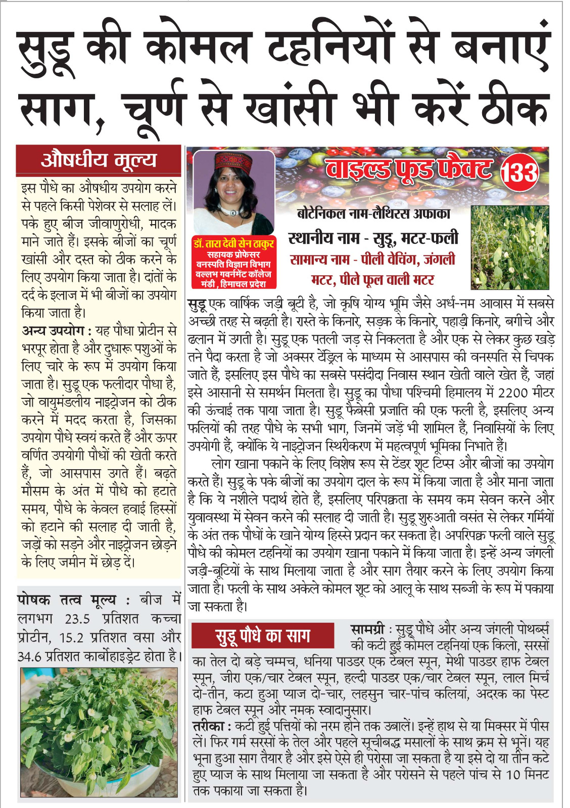 Lathyrus aphaca L.- Sudu(सुडू), Matar- phali – Himalayan Wild Food Plants